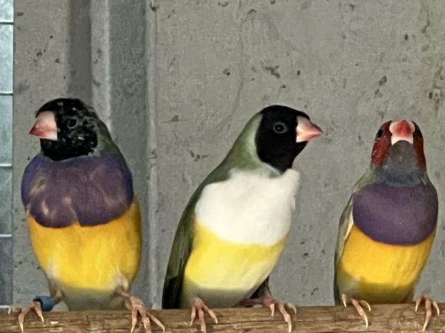 Gouldian finches | Birds | Gumtree Australia Swan Area - Herne Hill ...