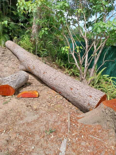 Red Cedar Log, Gold Coast - Building Materials in Mount Nathan QLD ...