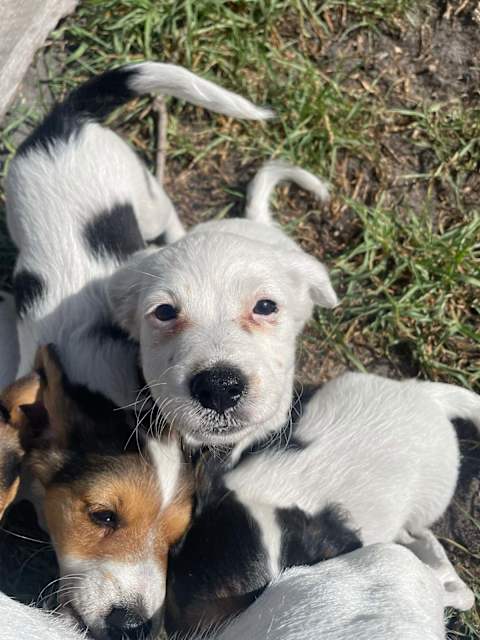Pure Jack Russel Pups | Dogs & Puppies | Gumtree Australia Casey Area ...