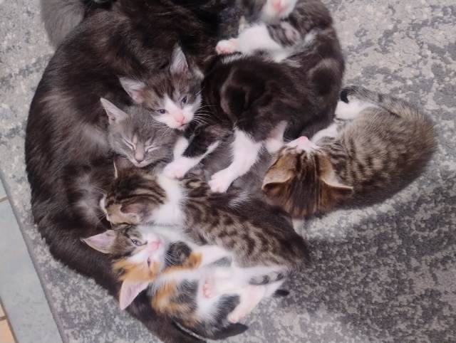 Bengal X Kittens ready for forever homes *4 left* | Cats & Kittens ...