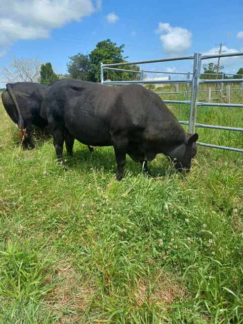 2 x angus bulls | Livestock | Gumtree Australia Lismore Area ...