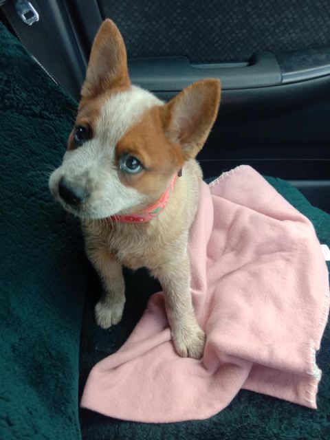 Red cattle dog puppy | Dogs & Puppies | Gumtree Australia Ipswich City ...