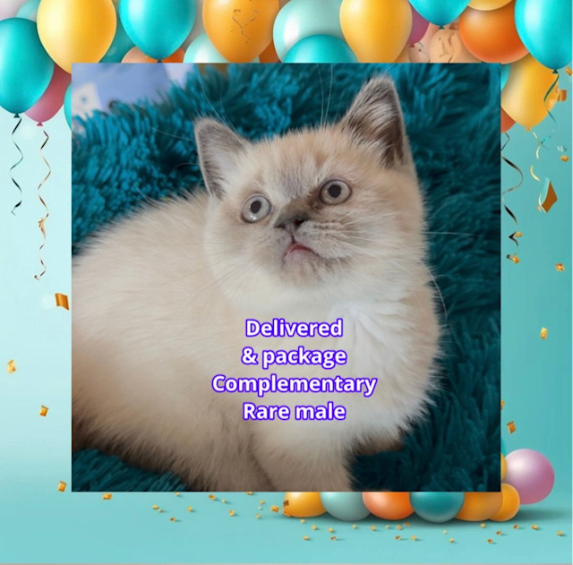 British shorthair kittens RARE complimentary package and delivery | Cats & Kittens | Gumtree ...