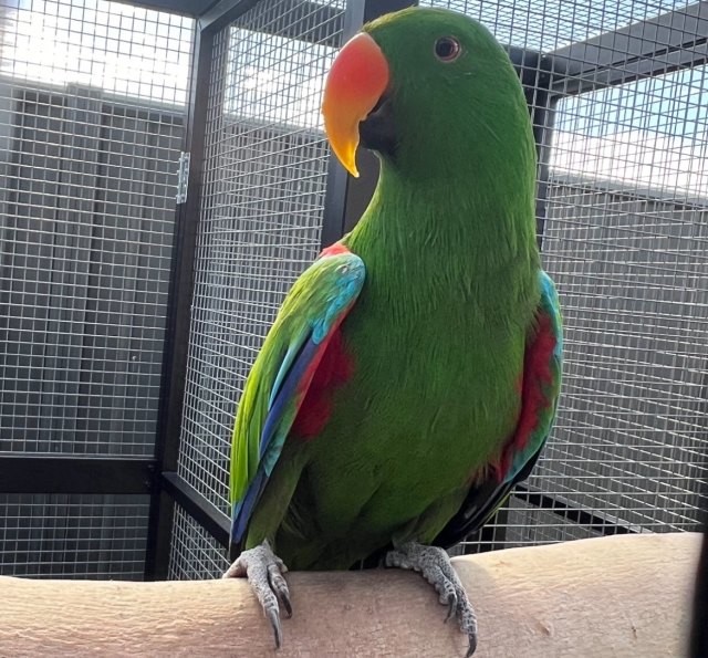 Eclectus parrot breeding pair | Birds | Gumtree Australia Rockingham ...