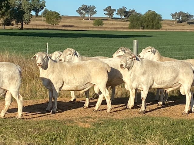 Australian White Rams For Sale | Livestock | Gumtree Australia Tamworth ...