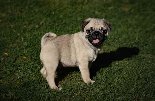 Pure Bred Pug Puppies -- Last available 1 Fawn Male | Dogs & Puppies ...