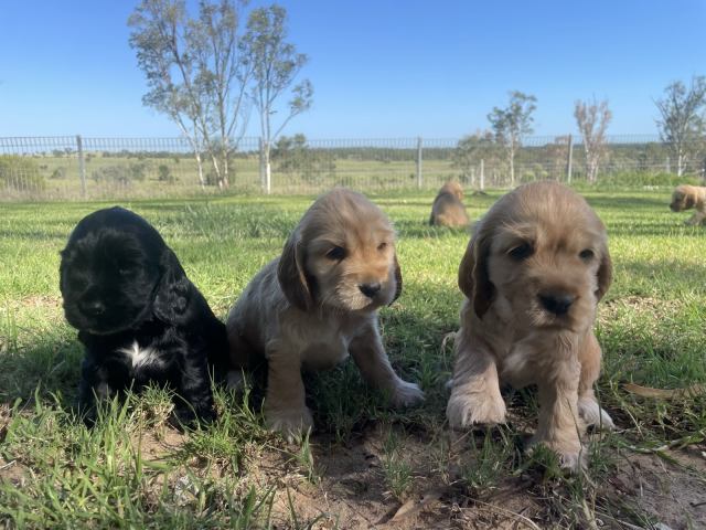 Purebred English Cocker Spaniels puppies for sale | Dogs & Puppies ...
