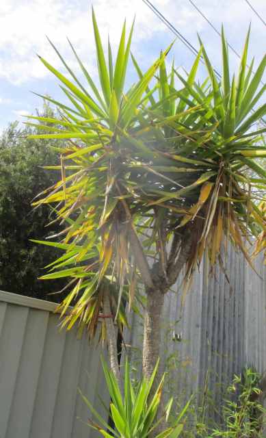 YUCCA PLANT THREE METRE TALL PLANT - Plants in Page ACT | Gumtree Australia