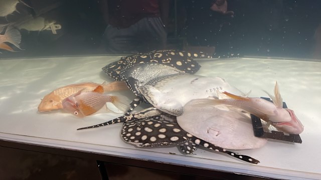 Cade fish tank free to pickup | Fish | Gumtree Australia Playford Area ...