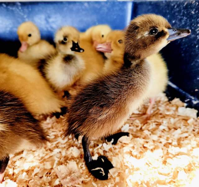 Day Old Ducklings - various breeds | Livestock | Gumtree Australia ...