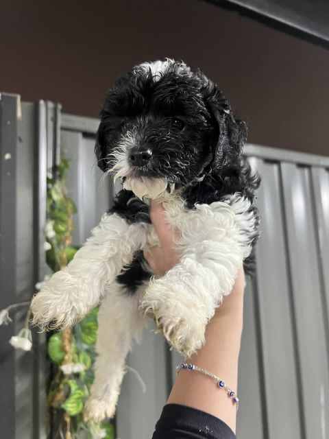 URGENT! Moodle cross puppies | Dogs & Puppies | Gumtree Australia Hume ...