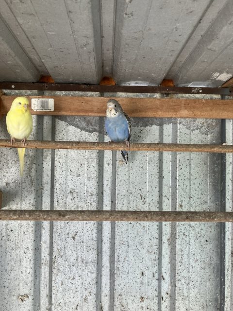 Young Budgies | Birds | Gumtree Australia Brisbane North East - Bald ...