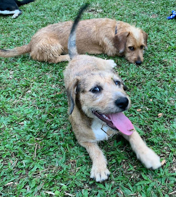 Maurice and Sheba!! | Dogs & Puppies | Gumtree Australia Cairns City ...