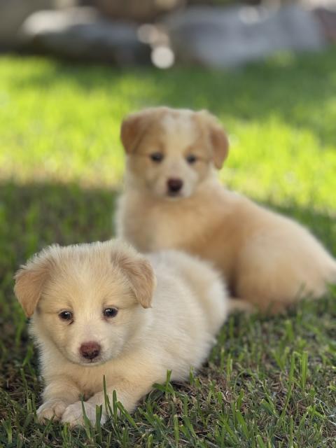 Purebred border collies boys( Wheaton colour ) | Dogs & Puppies ...