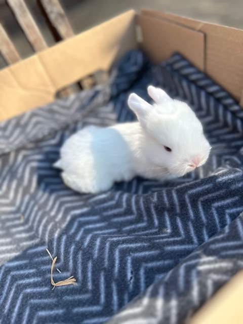 Pure breed mini lop rabbits | Rabbits | Gumtree Australia Maroondah ...