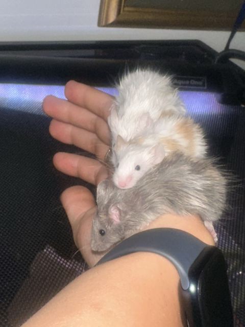 🐹 MANX MICE BABYS FOR SALE 🐹 | Other Pets | Gumtree Australia Yarra ...