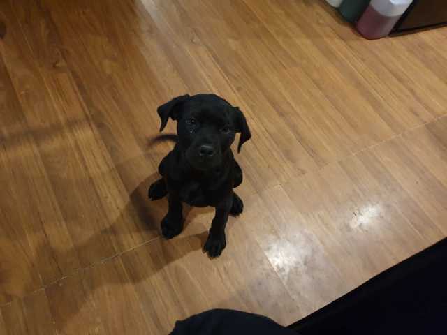 ONLY 1 LEFT! female Neapolitan mastiff x rottweiler pup | Dogs ...