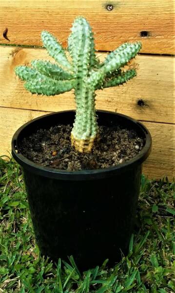 Variegated Cactus | Plants | Gumtree Australia Perth City Area - Perth ...
