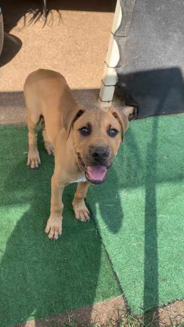 Bullarab x Bullmastiff x Great Dane x Boxer x Amstaff | Dogs & Puppies ...