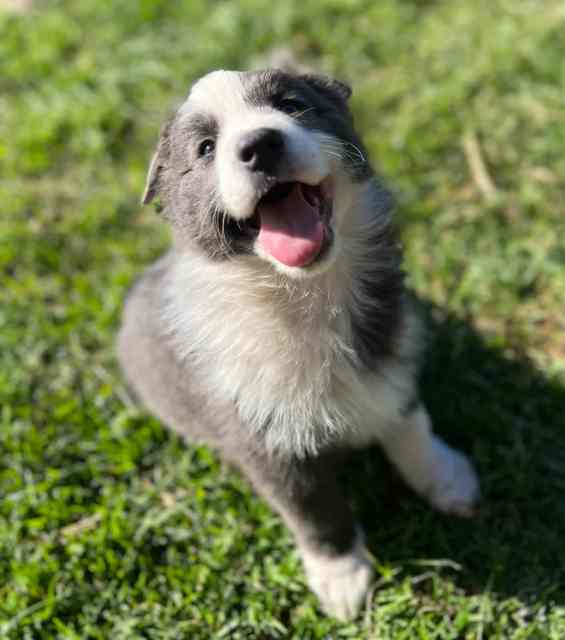 Border Collie Pups Pure Bred Registered | Dogs & Puppies | Gumtree ...