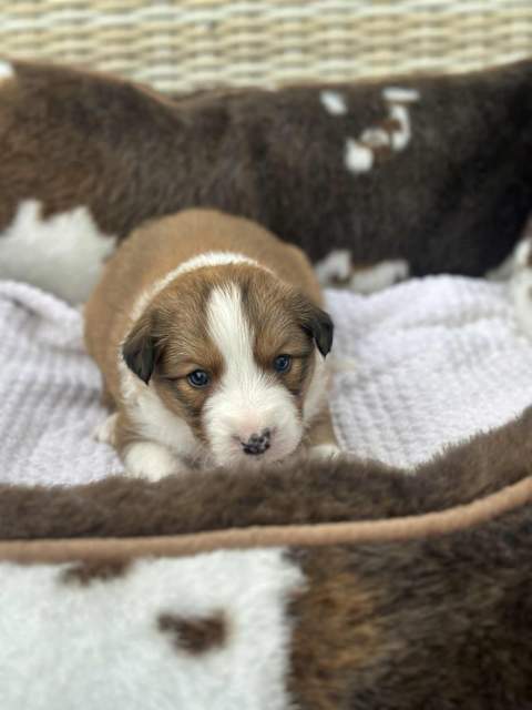 Border Collie Pups | Dogs & Puppies | Gumtree Australia Wollongong Area ...