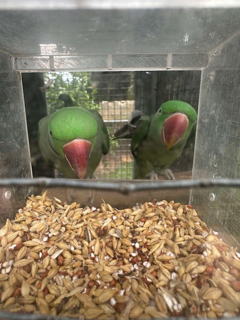 Alexandrine Parrots and Aviary | Birds | Gumtree Australia Caboolture ...