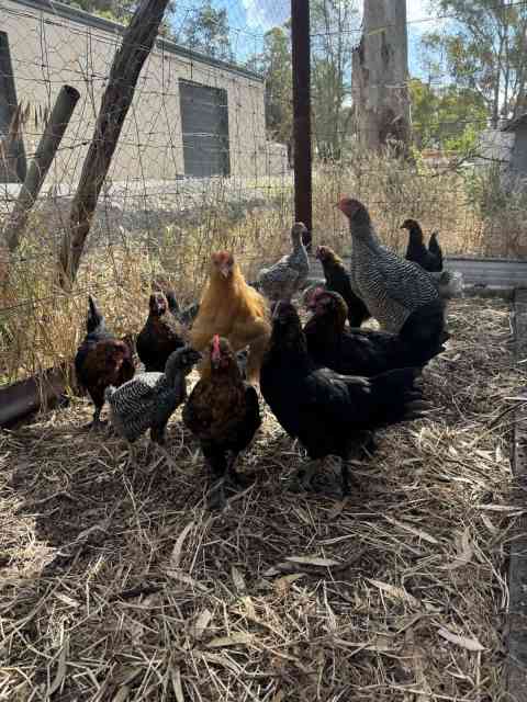 Pure breed young roosters | Birds | Gumtree Australia Serpentine Area ...