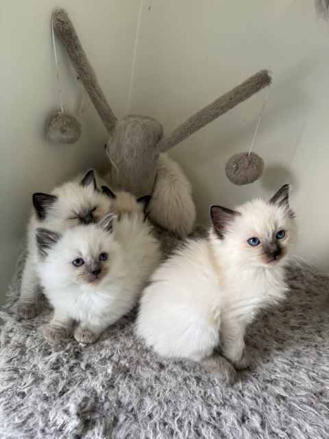 Pure bred Ragdoll Seal Point kittens | Cats & Kittens | Gumtree ...