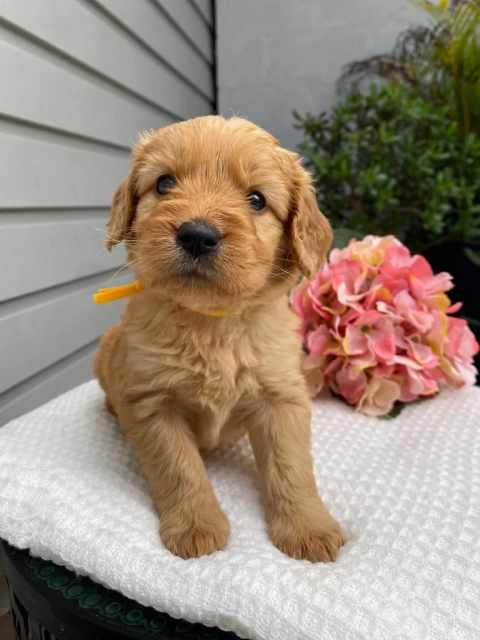 Groodles ( Mini First Generation) | Dogs & Puppies | Gumtree Australia ...