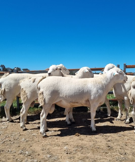 Australian Whites Rams | Livestock | Gumtree Australia New South Wales ...
