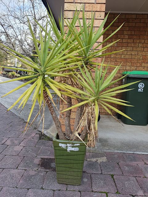 Large Mature Yucca Plant - Plants in Canberra City ACT | Gumtree Australia