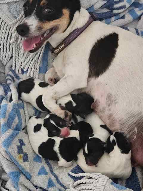 mini toy foxie | Dogs & Puppies | Gumtree Australia Bundaberg City ...