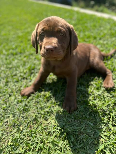 PUREBRED CHOCOLATE LABRADOR PUPPIES | Dogs & Puppies | Gumtree ...