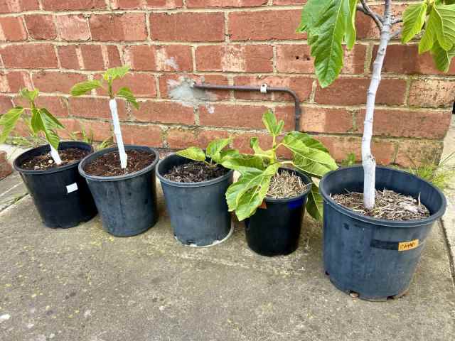 Rare fig trees - Blue Provence, Zidi, Vasilika Mavra, Vardika, Capri ...