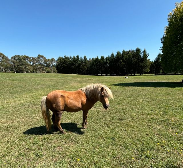 Beautiful Palomino Stallion plus 2 mares | Horses & Ponies | Gumtree ...