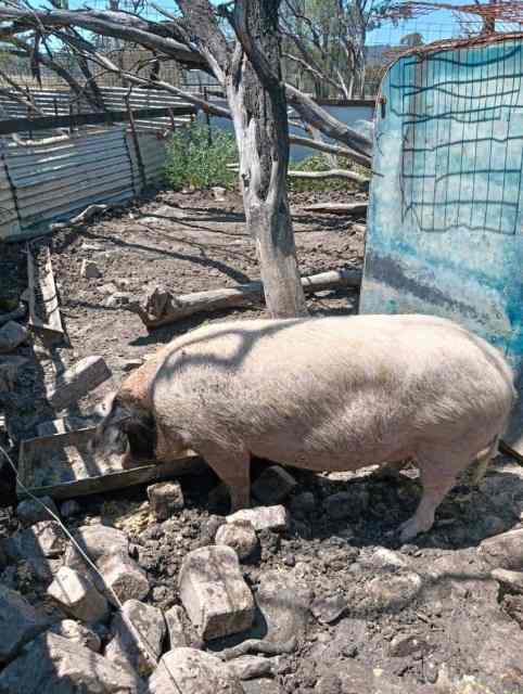 Large white bore + 2 Large White X Black sows | Livestock | Gumtree ...