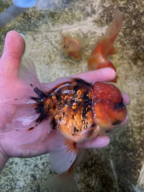 Fancy goldfish oranda tiger and calico blue base | Fish | Gumtree ...