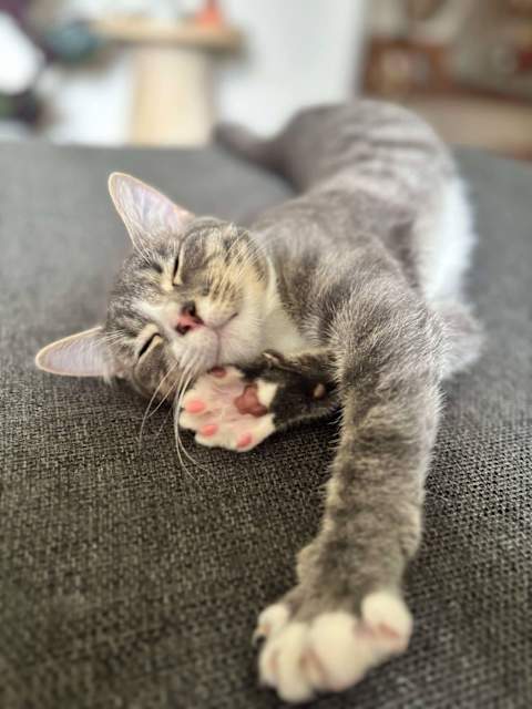 Girl Kitten | Cats & Kittens | Gumtree Australia Logan Area - Bethania ...