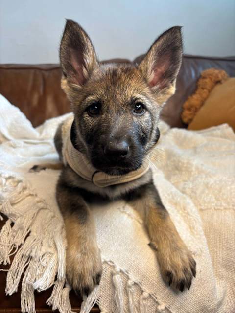 German Shepherds - Developed & trained by international animal trainer ...