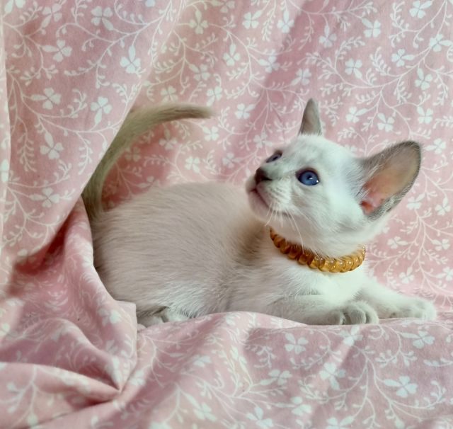 Pedigree Registered Lilac Colourpoint Tonkinese Kittens | Cats ...