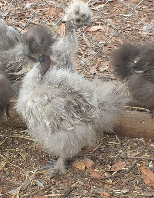 Araucana/Belgium Duccles/Naked Neck Silkie BOYS ONLY | Birds | Gumtree ...