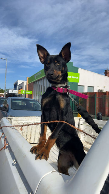 Pure kelpie female pup pet only | Dogs & Puppies | Gumtree Australia ...
