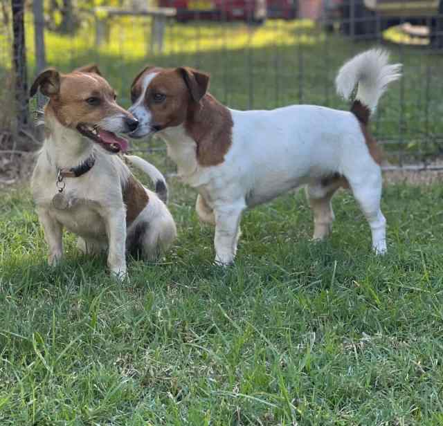 Pure Jack Russell puppies | Dogs & Puppies | Gumtree Australia Kyogle ...
