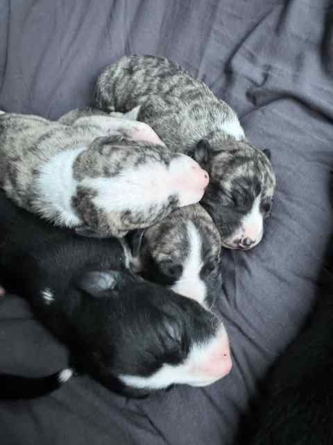 Purebred Whippet Puppies | Dogs & Puppies | Gumtree Australia Bendigo ...