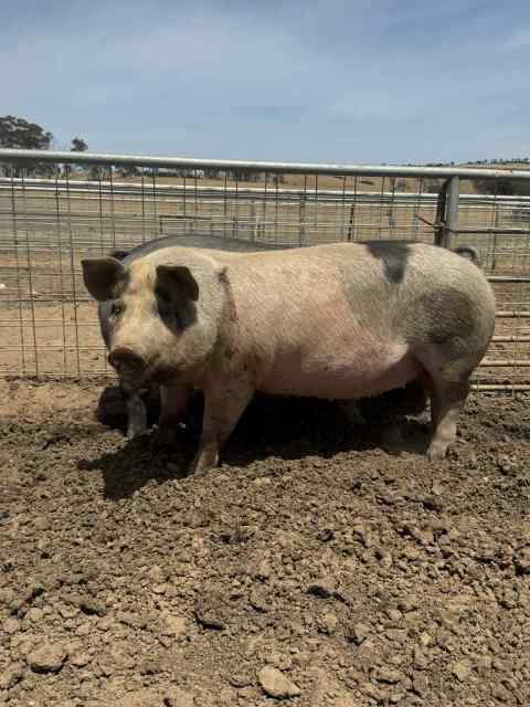 Young sows possibly pregnant | Livestock | Gumtree Australia Adelaide ...