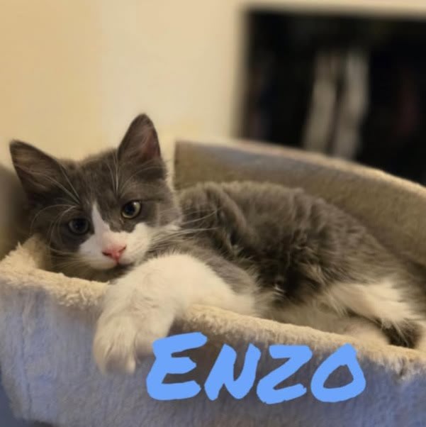 Enzo - Perth Animal Rescue Inc vet work cat/kitten | Cats & Kittens ...