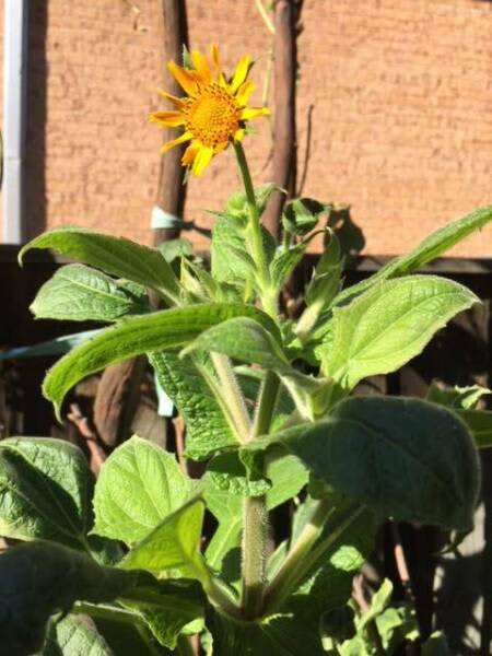 Yacon plants ready for ground/big pots From - Plants in Castle Hill NSW ...