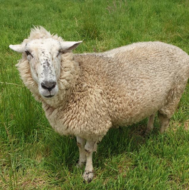 Eco-Friendly Lawnmower (Pet Wether Sheep) with attitude..!! | Livestock ...