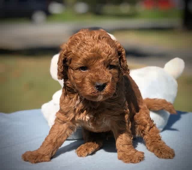 Labradoodle Multi-Generational Puppies - Miniature size. | Dogs ...