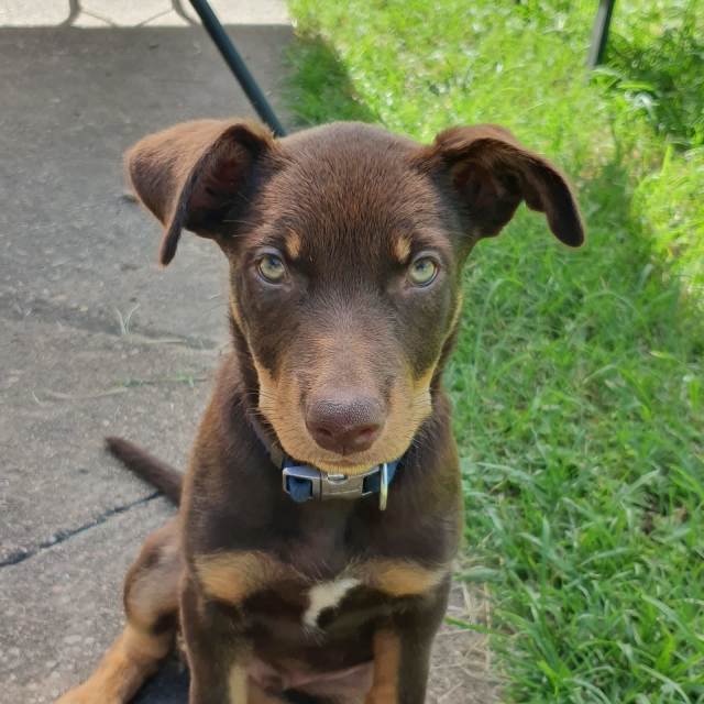 Purebred Kelpie Pup For Sale | Dogs & Puppies | Gumtree Australia ...
